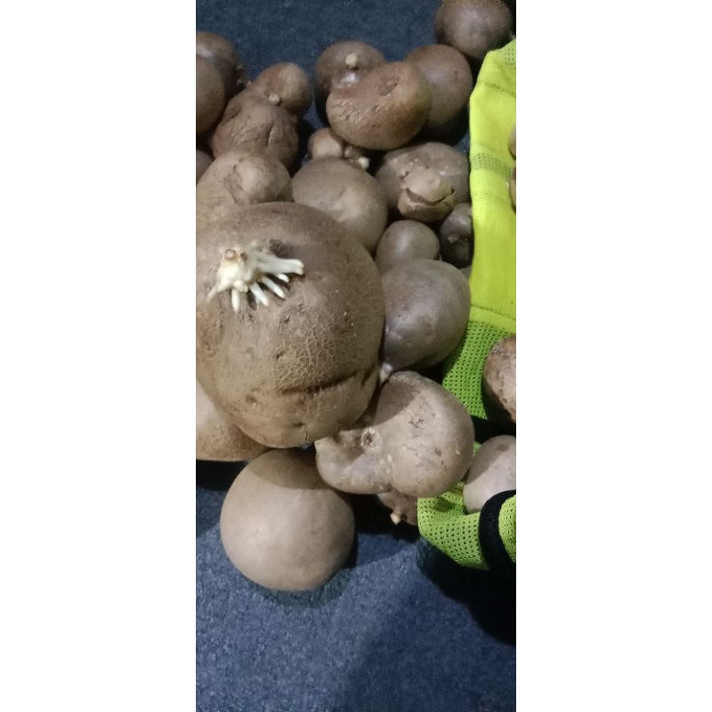 Jual BIBIT UMBI KENTANG GANTUNG/KENTANG UDARA/GEMBOLO/AIR POTATO ...