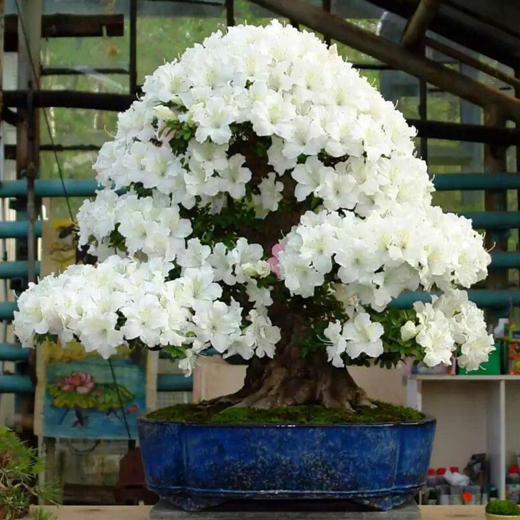 Jual Tanaman hias Azalea bunga putih salem dan pink tumpuk | Shopee ...