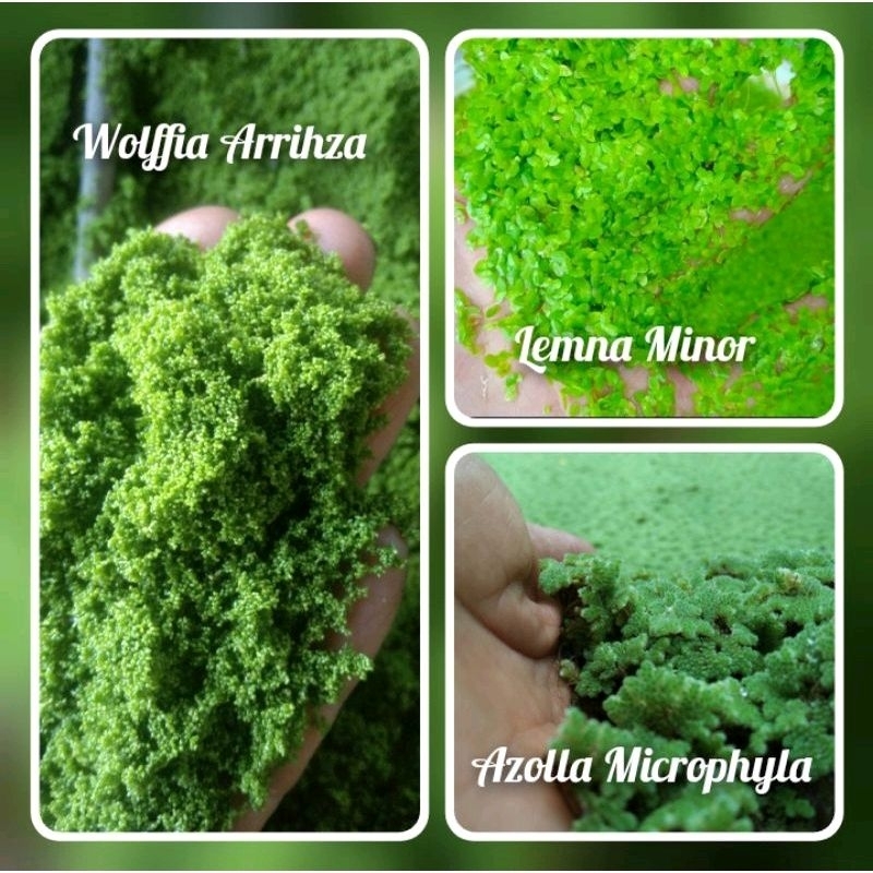 Jual Wolffia 500gram, Azolla 250gram Lemna 50gram | Shopee Indonesia