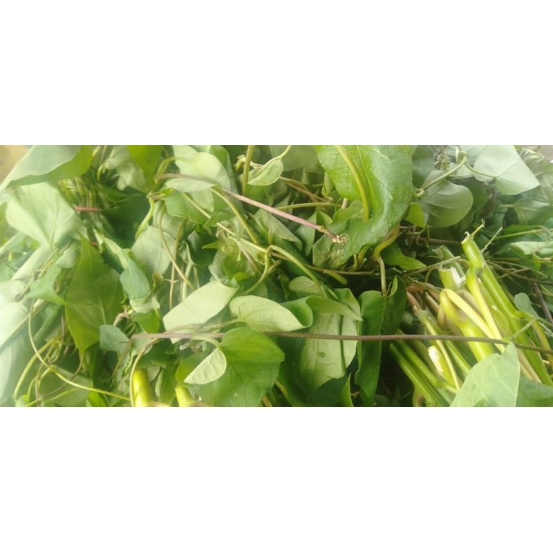 Jual DAUN SEMBUKAN SIMBUKAN PETIK SEGAR ikat | Shopee Indonesia