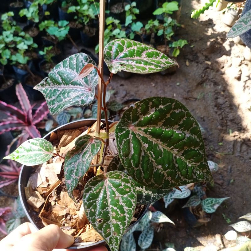 Jual Pohon Herbal sirih merah - Tanaman Hias Sirih Merah - pohon sirih ...