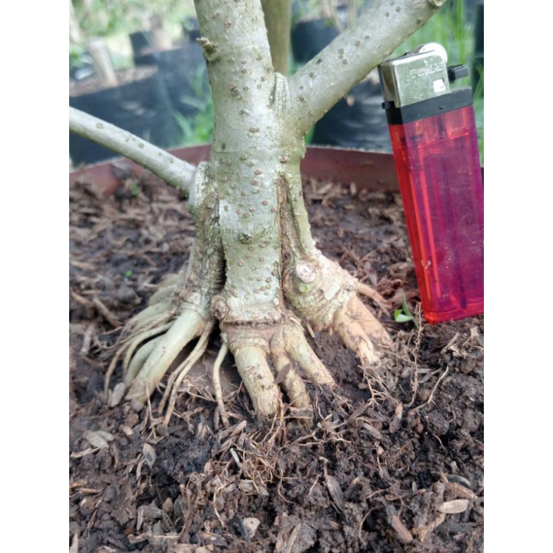 Jual Bahan Bonsai Waru India Prokar Program Akar Realpict Sesuai Foto ...