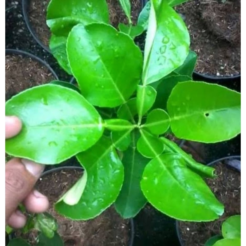 Jual DAUN JERUK BALI ,DAUN MUDA PILIHAN.MENGATASI JERAWAT / 150g ...