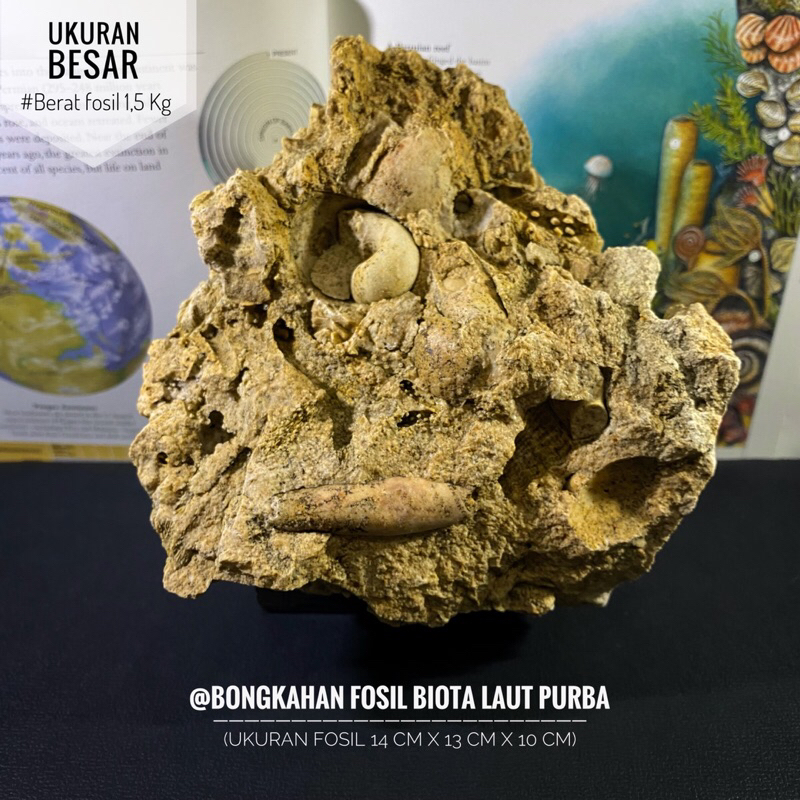 Jual Bongkahan Fosil Biota Laut Purba B99 atau Fosil Cumi Cumi Purba ...