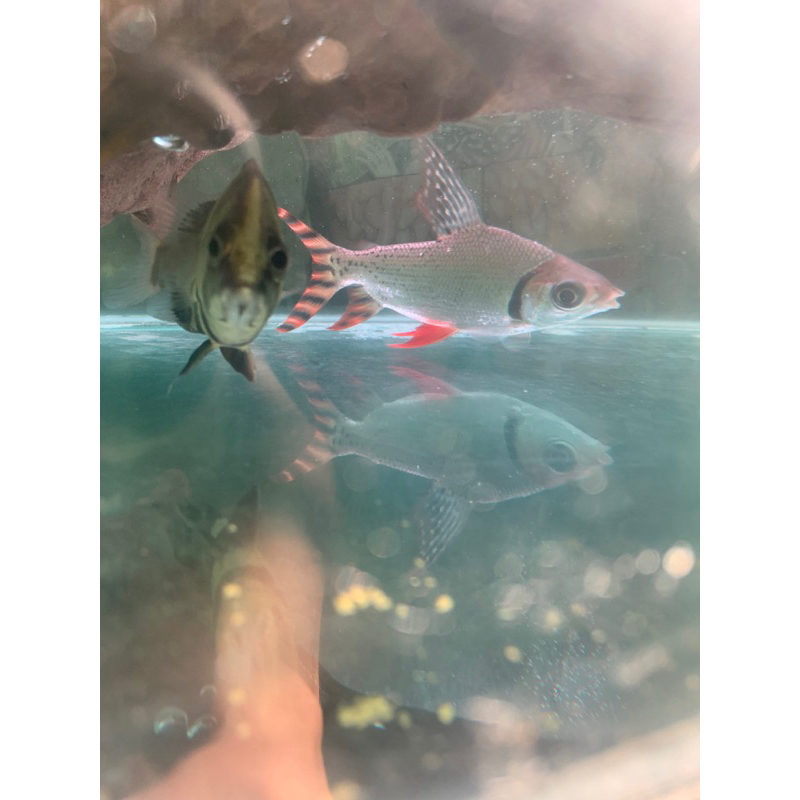 Jual rff red feifeng american flagtail tankmate ikan segar | Shopee ...