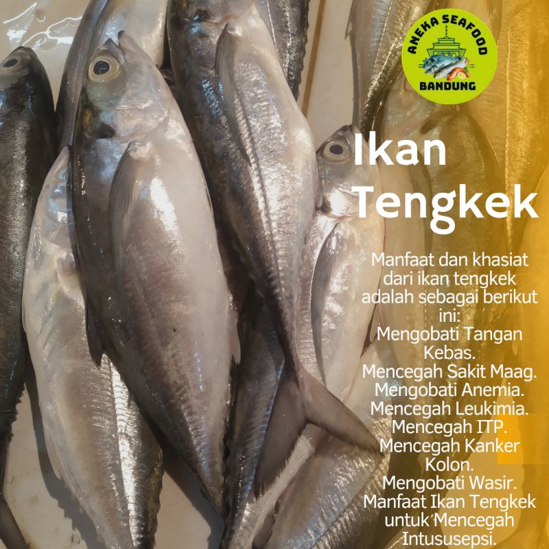 Jual Ikan Tengek / Ikan Teros / Ikan Tengkek Segar 1.kg | Shopee Indonesia