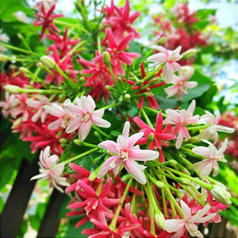 Jual mp ( BISA COD ) PROMO! Tanaman Rambat Melati Belanda Bunga Melati ...