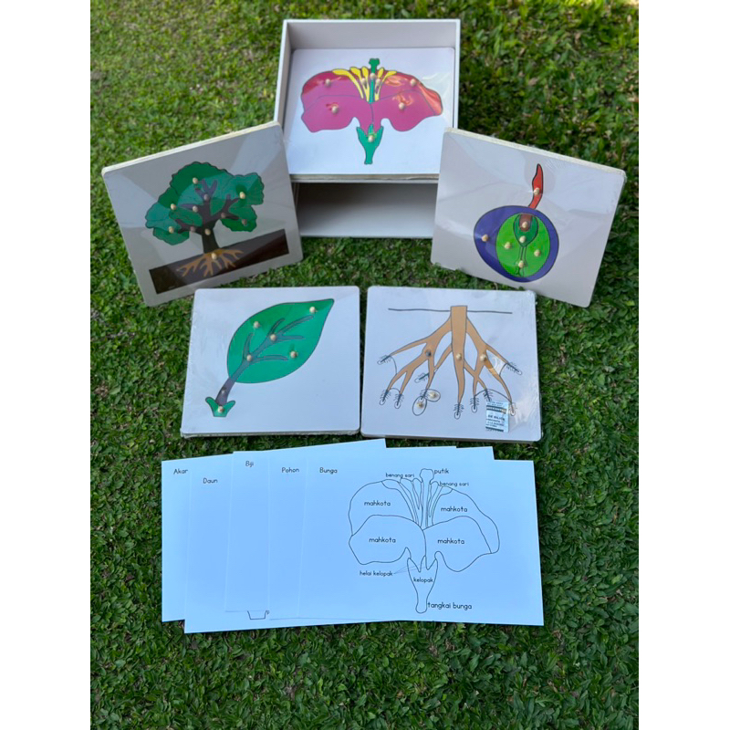 Jual Montessori Puzzle Bunga/ pohon/ daun/ akar/ biji (Botany ...