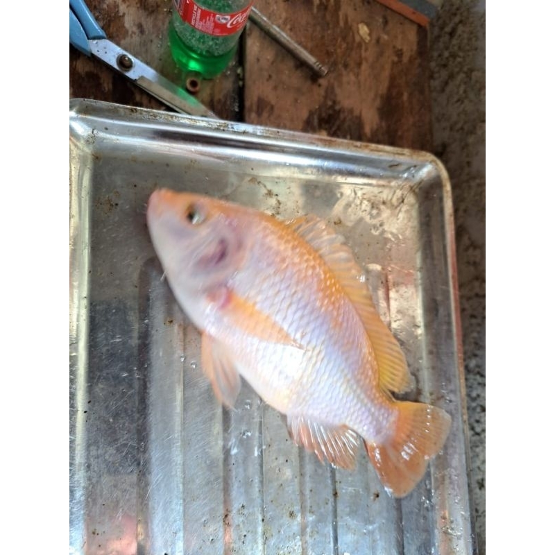 Jual Ikan nila segar / hidup | Shopee Indonesia