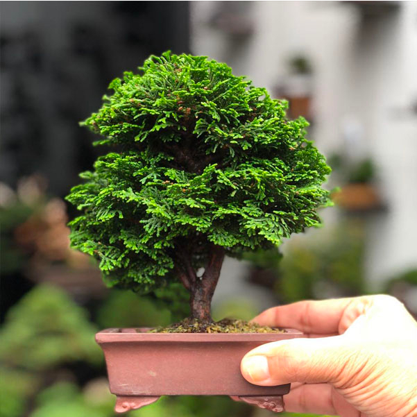 Jual Tanaman bahan bonsai cemara golden mini - chamaecyparis obtusa ...