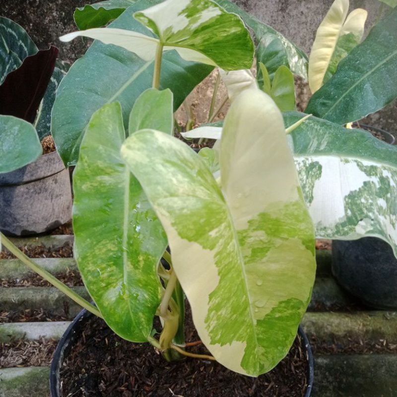 Jual JENIS TANAMAN PILO, BRULEMAX VARIGATA | Shopee Indonesia