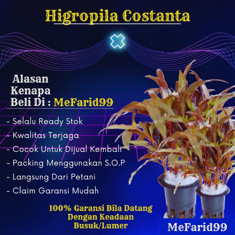 Jual Higropila Costanta Red Tanaman Aquascape Medium Co2 (Tanaman ...