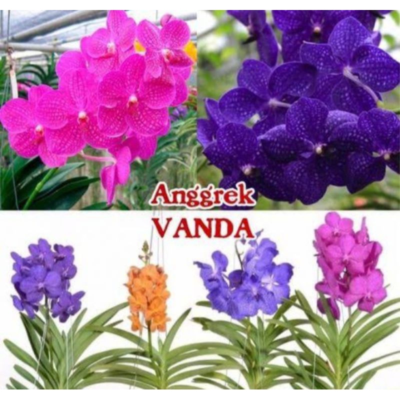 Jual paket anggrek vanda 4 warna | Shopee Indonesia