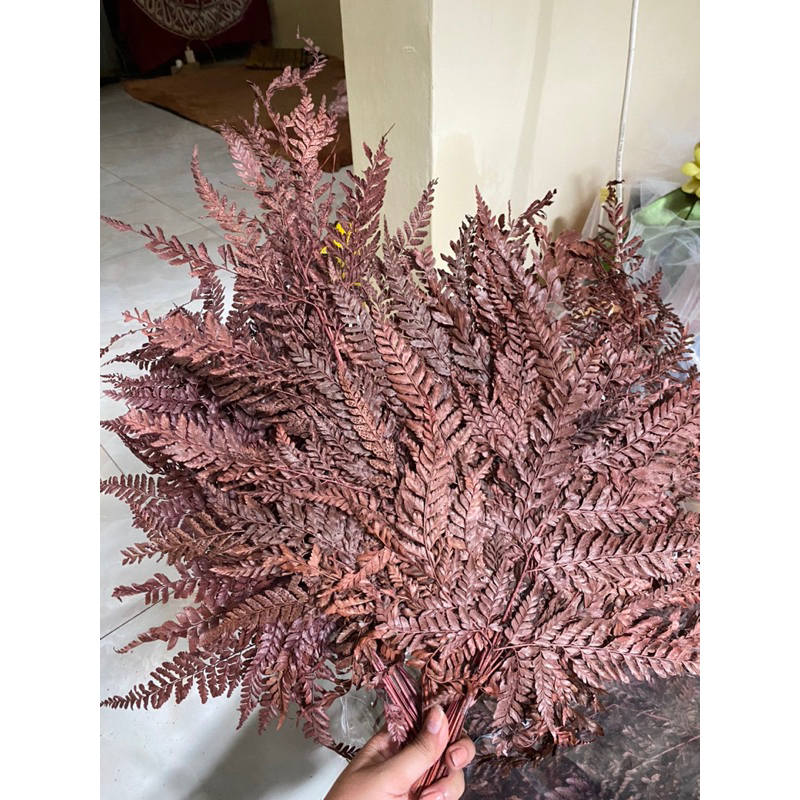 Jual Daun pakis ecer | Shopee Indonesia