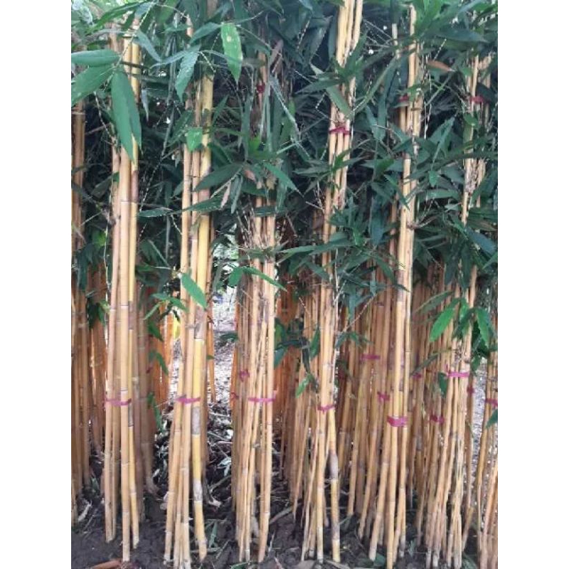 Jual pohon bambu kuning /tanaman hias bambu panda kuning perumpun ...