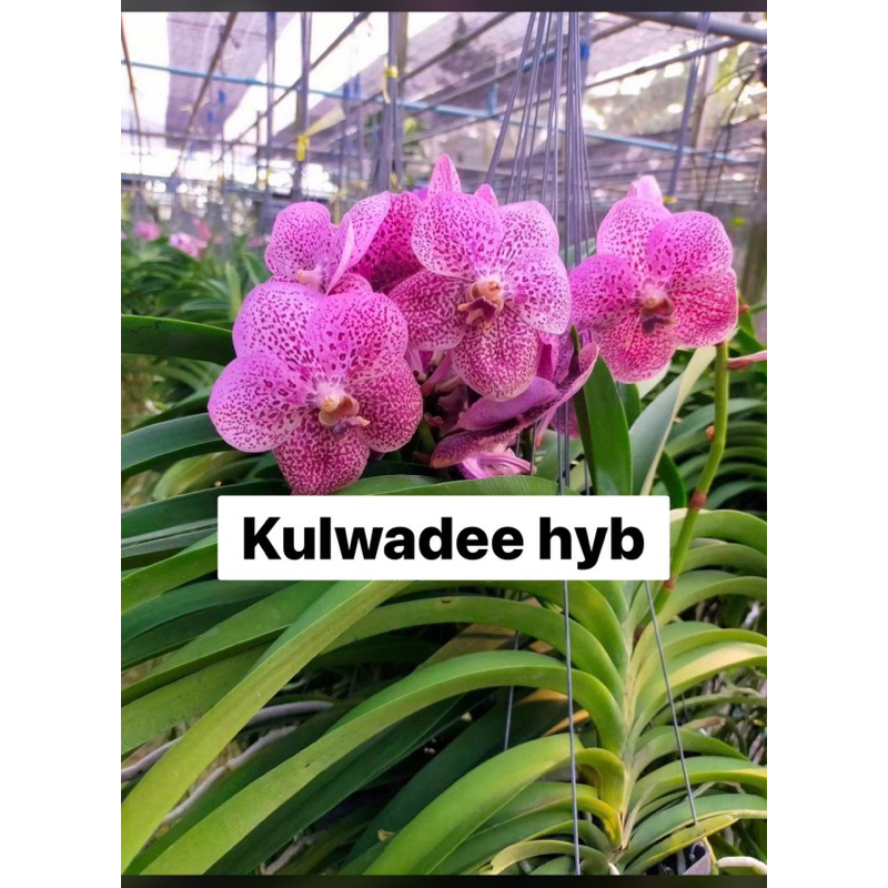 Jual Anggrek Vanda dewasa Kulwadee Hybrid | Shopee Indonesia
