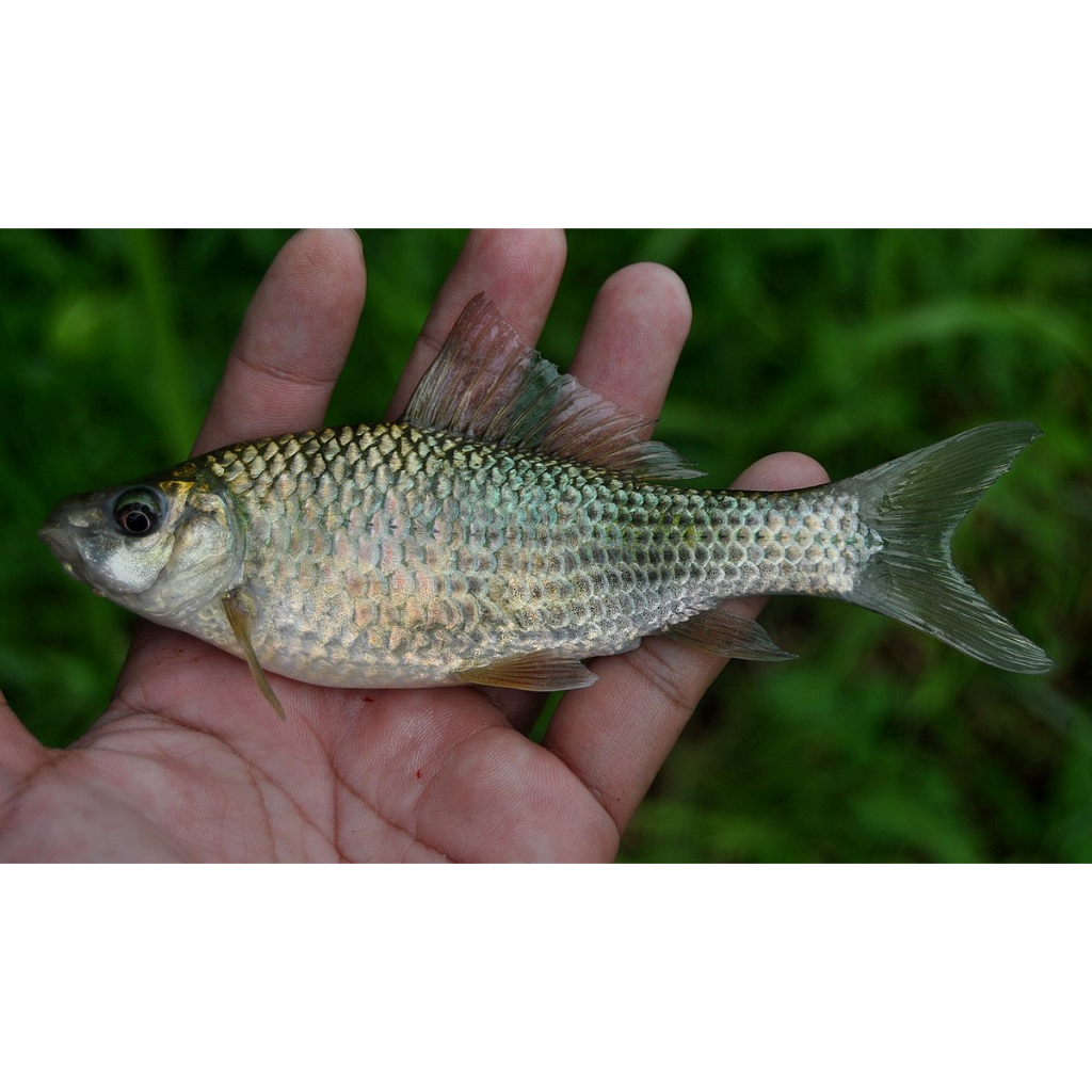 Jual UMPAN TELOR IKAN NILEM 1KG | Shopee Indonesia