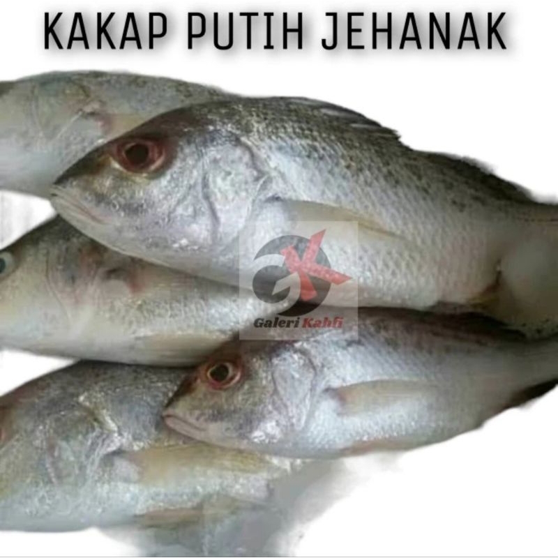 Jual IKAN KAKAP PUTIH BELANAK FRESH_1Kg / IKAN LAUT SEGAR / ANEKA IKAN ...