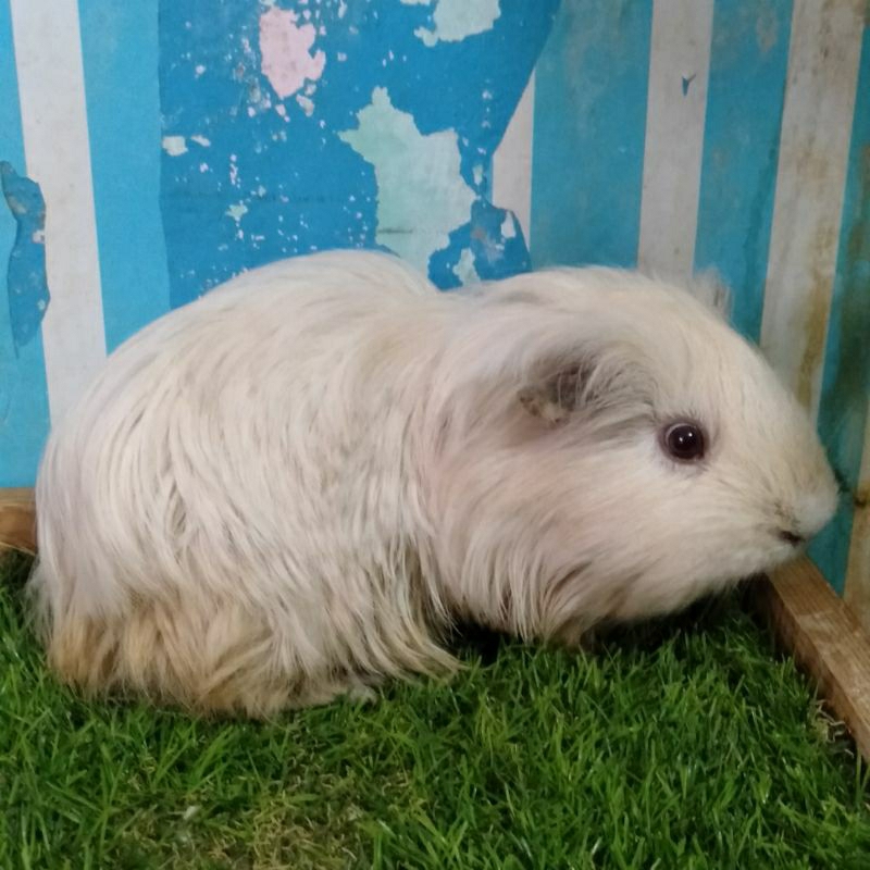 Jual Marmut Silky / Silkie | Shopee Indonesia