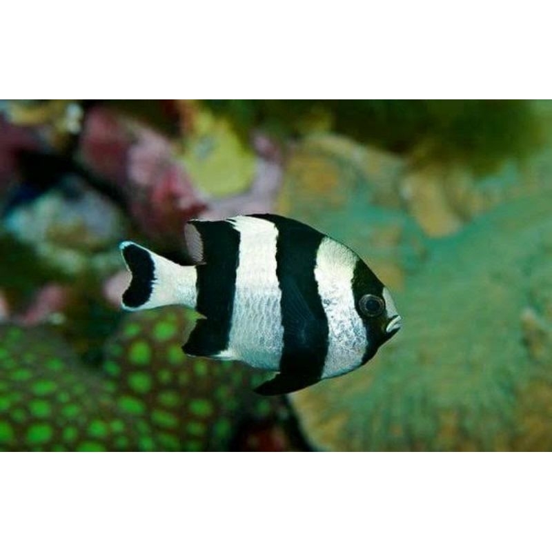 Jual ikan hias laut Betok Zebra (Four Striped Damsel) | Shopee Indonesia