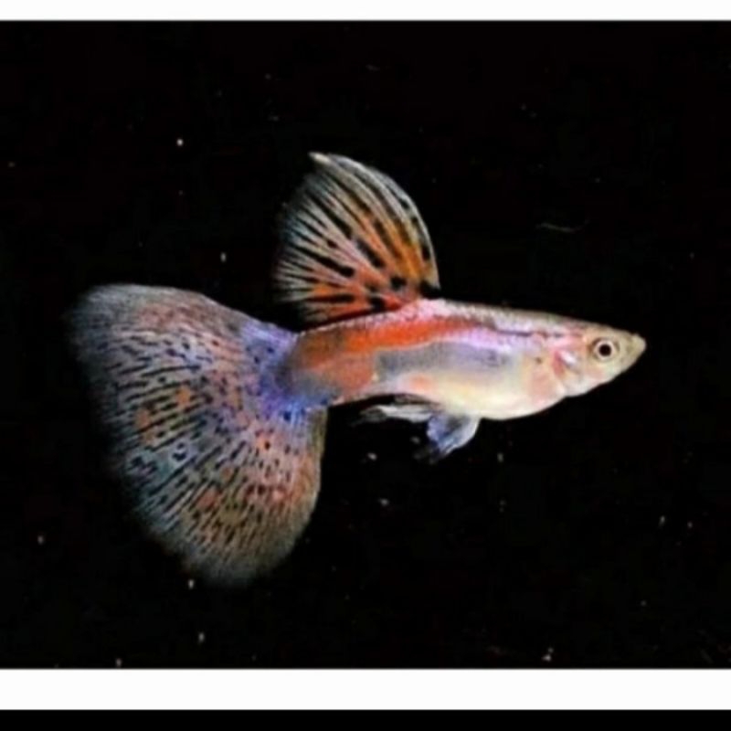 Jual ikan hias Guppy ( aneka Guppy ) | Shopee Indonesia