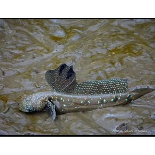 Jual Mudskipper ikan glodok / mudskiper / tembakul | Shopee Indonesia