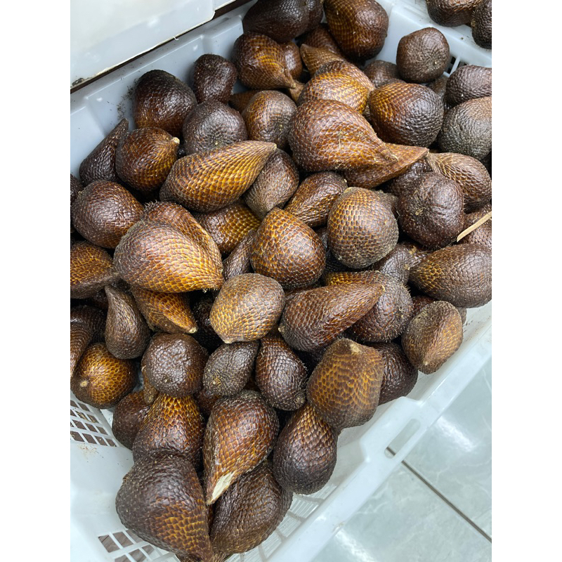 Jual SALAK PONDOH | Shopee Indonesia