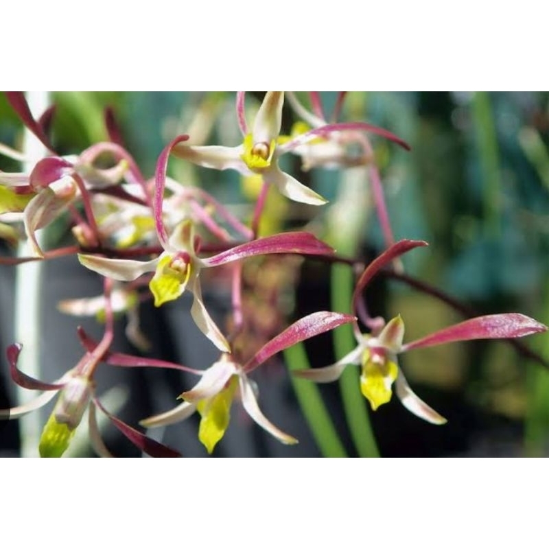 Jual dendrobium caronii spesies jungel papua | Shopee Indonesia