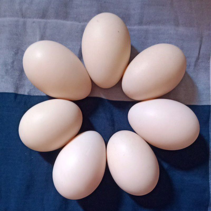 Jual Telur Itik / Bebek Entok / Mentok / Mentog Bisa Untuk Konsumsi ...