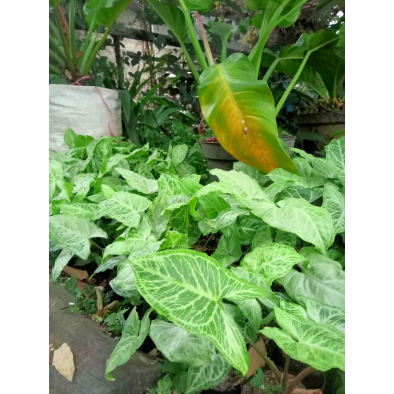 Jual paket 5 tanaman singonium batik | Shopee Indonesia