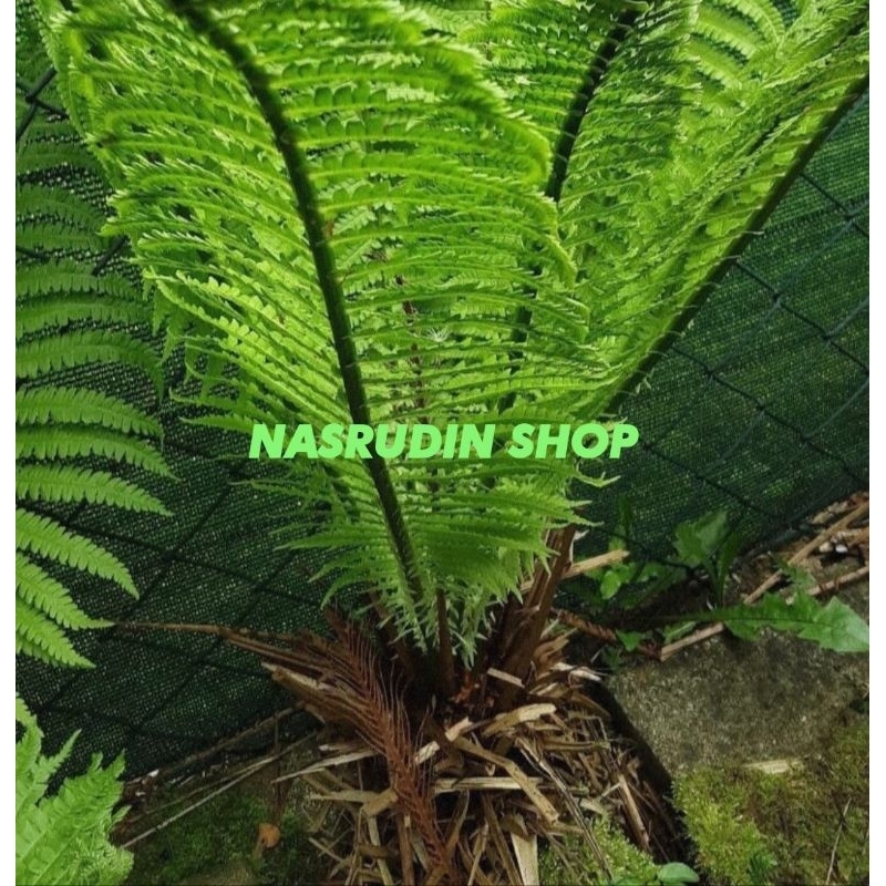 Jual BIBIT BONGGOL PAKIS BURUNG UNTA / Matteuccia struthiopteris ...