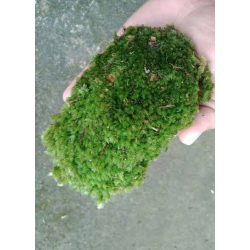 Jual Living Moss Lumut Hidup Hutan 500gr | Shopee Indonesia