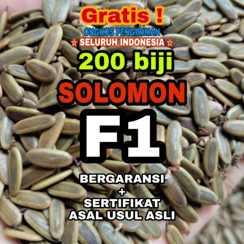 Jual SENGON SOLOMON F1 10GR ISI 200 BIJI LEBIH ADA GARANSI BIJI BENIH ...
