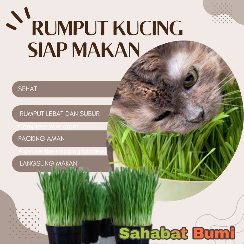 Jual Rumput Kucing Siap Makan / Wheat Grass | Shopee Indonesia