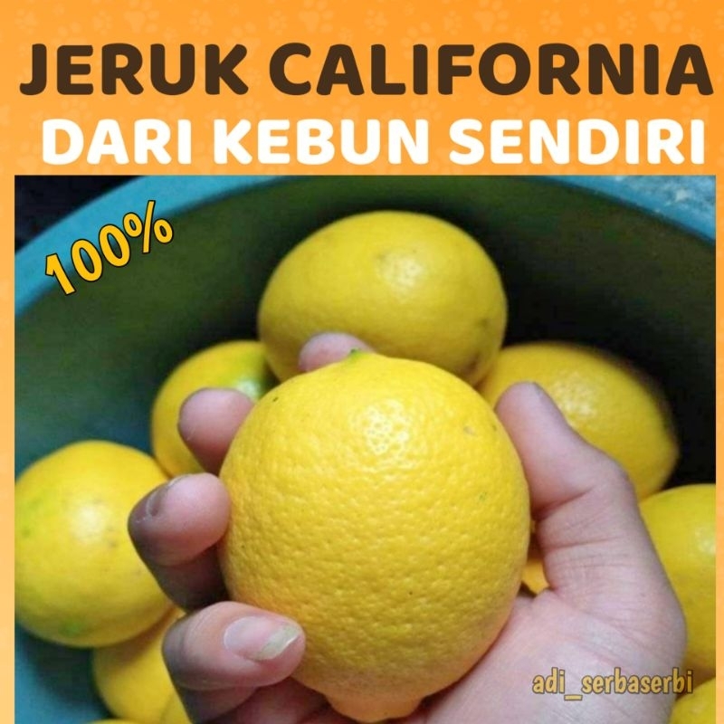 Jual Jeruk Lemon CALIFORNIA SEGAR 1kg / 1000 gram / cocok untuk Infused ...