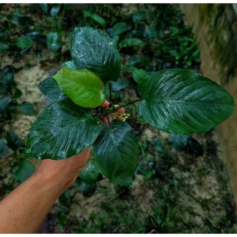 Jual anubias_broadleaf/25pcs | Shopee Indonesia