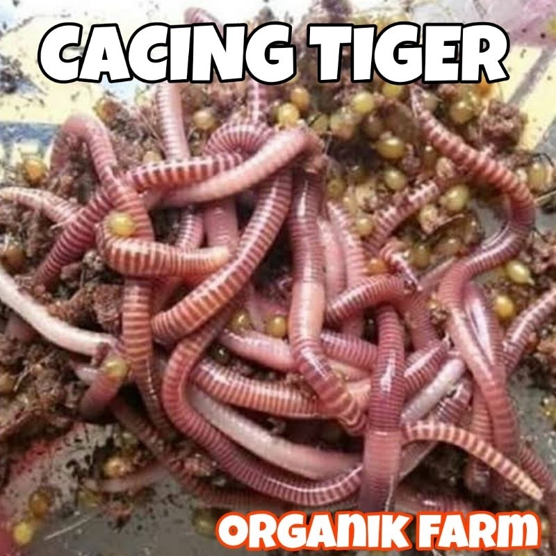 Jual CACING LUMBRICUS TIGER 500 GRAM | CACING KOSMETIK CACING MACAN ...