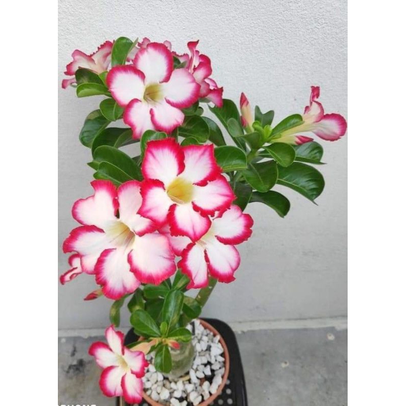 Jual Bunga Adenium Biji Benih Merah Putih | Shopee Indonesia