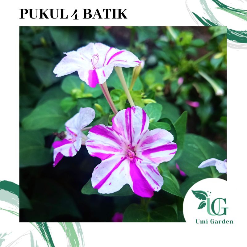 Jual 5 Biji Benih Bunga Pukul 4 Mirabilis Jalapa Batik Ungu Putih Pukul ...