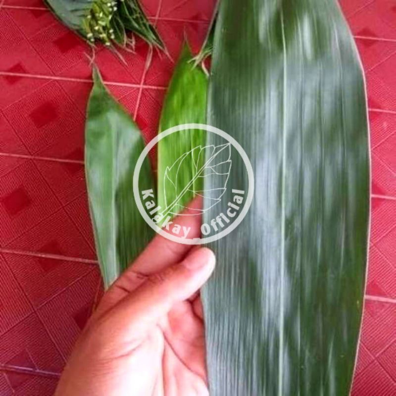 Jual Daun Bambu Bungkus Bakcang Jumbo isi 100 Lembar | Shopee Indonesia