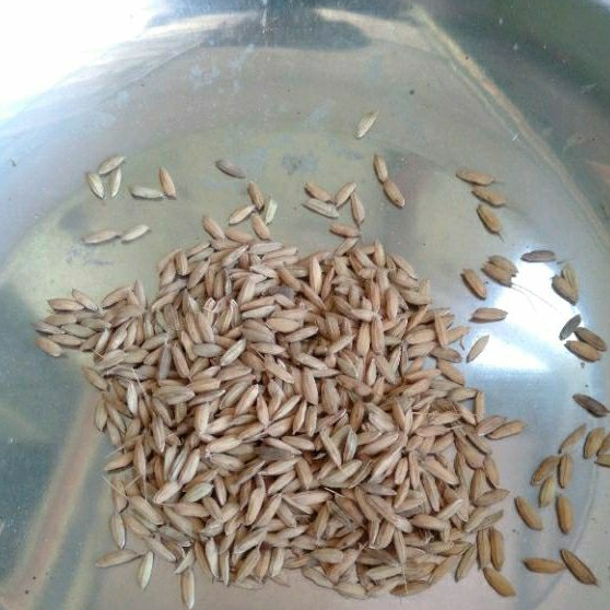 Jual 1 KG GABAH SUPER - 1 KILOGRAM PADI/GABAH | Shopee Indonesia
