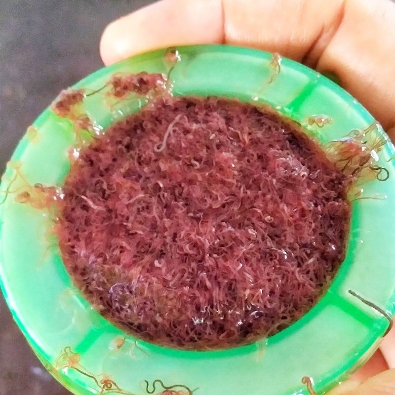 Jual CACING SUTRA HIDUP 1 TAKAR 50- 60 ml | CACING SUTERA | TUBIFEX SP ...