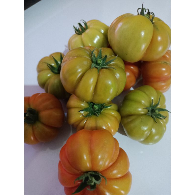 Jual Tomat RANTI khas Banyuwangi 1kg | Shopee Indonesia
