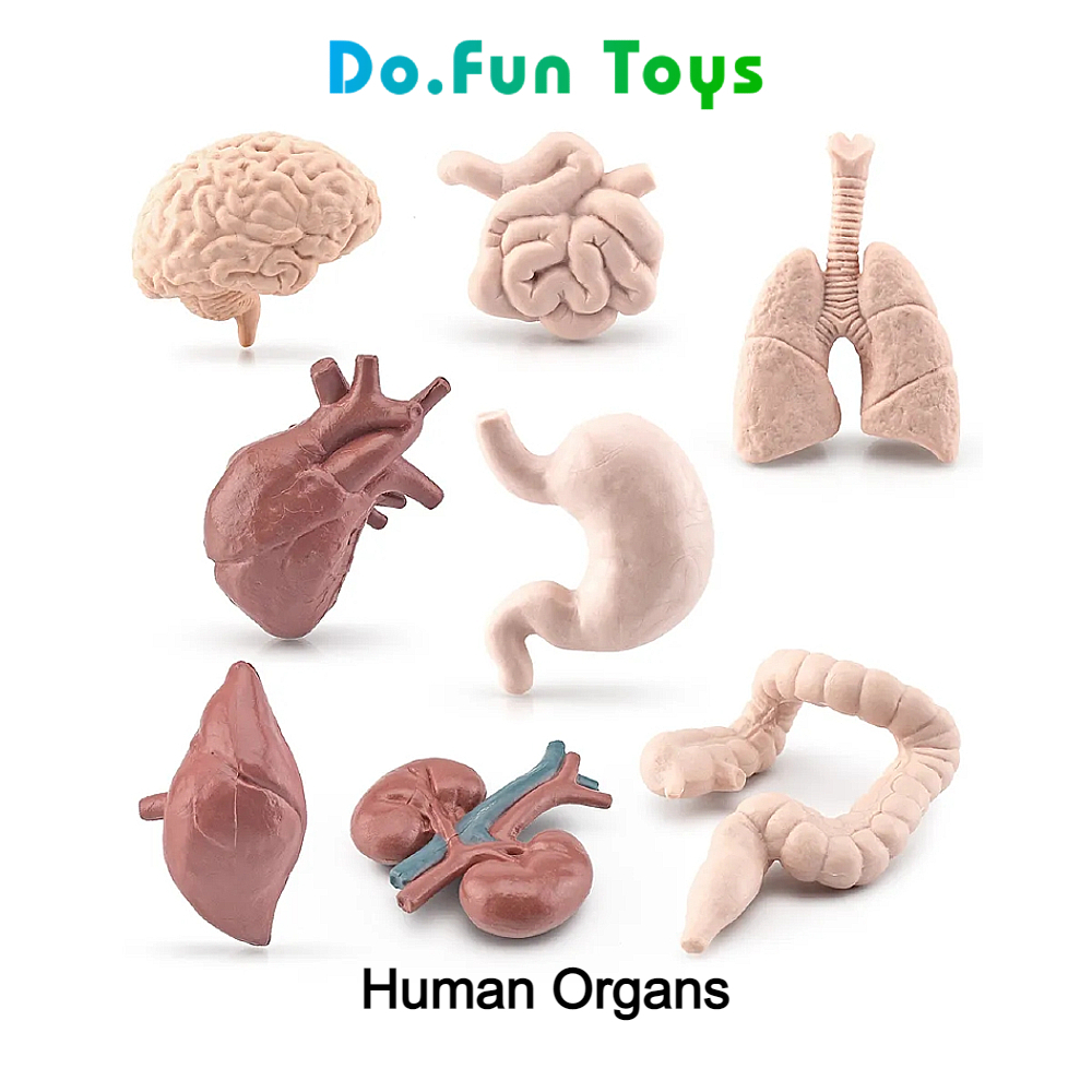 Jual Educational Toys Human Body Organs Figure / Mainan Miniatur ...