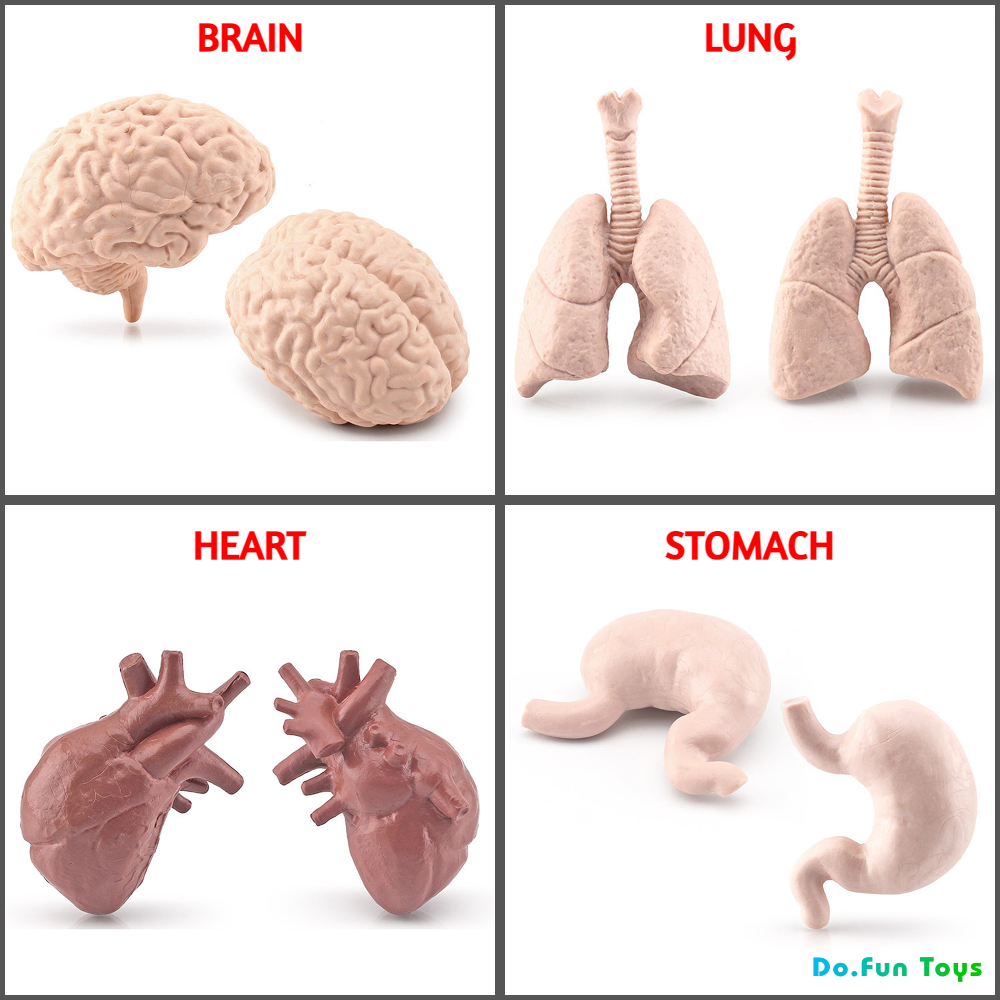 Jual Educational Toys Human Body Organs Figure / Mainan Miniatur ...
