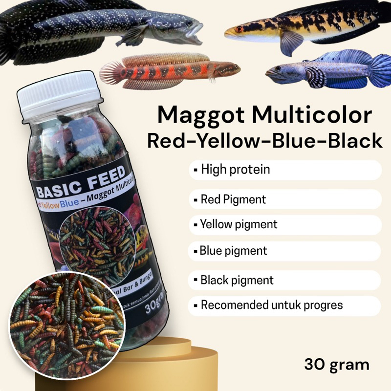 Jual maggot multicolor varian mix red yellow blue black 30gram pakan ...