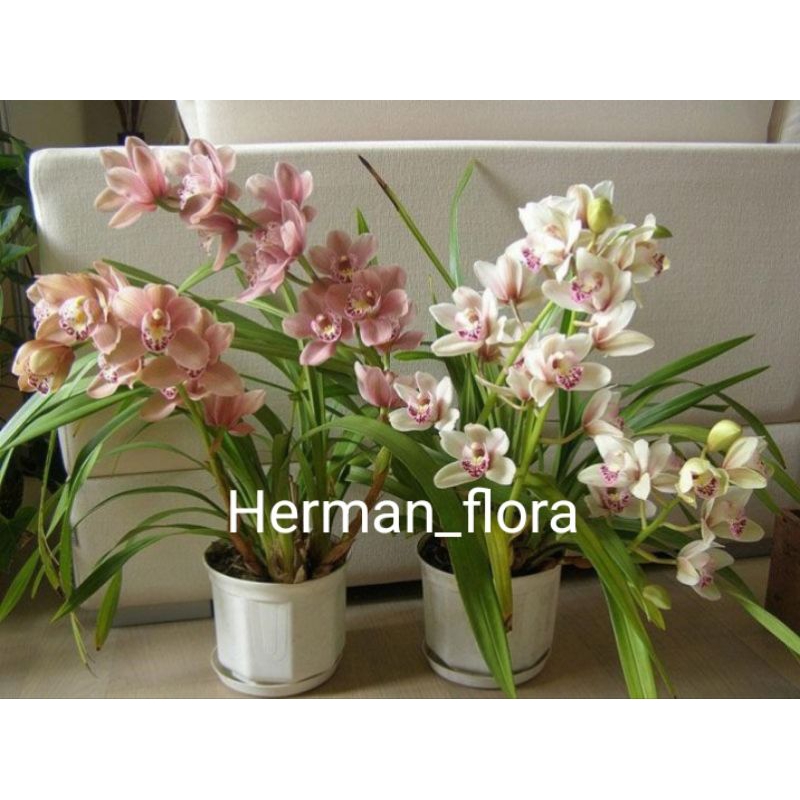 Jual paket 2 tanaman hias anggrek Cymbidium pink dan kuning // anggrek ...