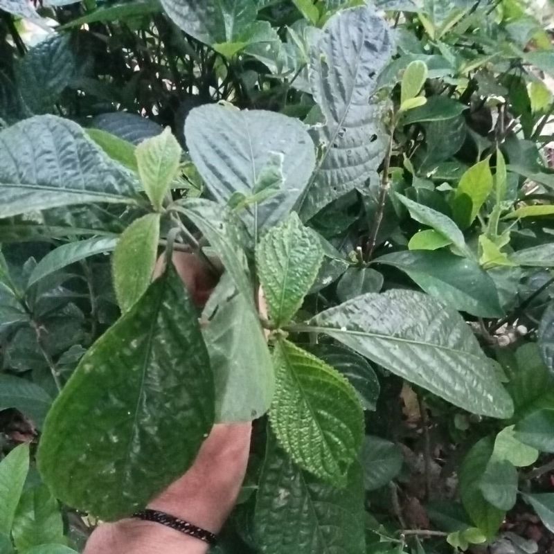 Jual daun kaji beling segar | Shopee Indonesia