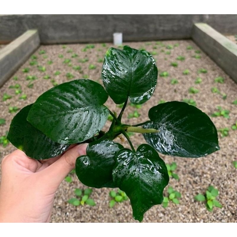 Jual Anubias Broad Leaf size medium small tanaman aquascape | akuarium ...
