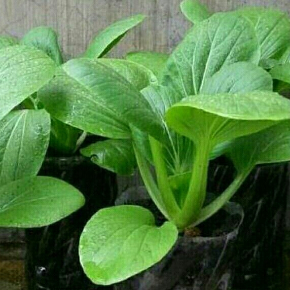 Jual tanaman pakcoy | Shopee Indonesia